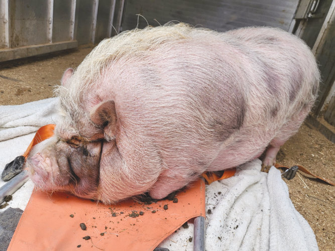Campbell couple in court over pig neglect | News, Sports, Jobs - The ...
